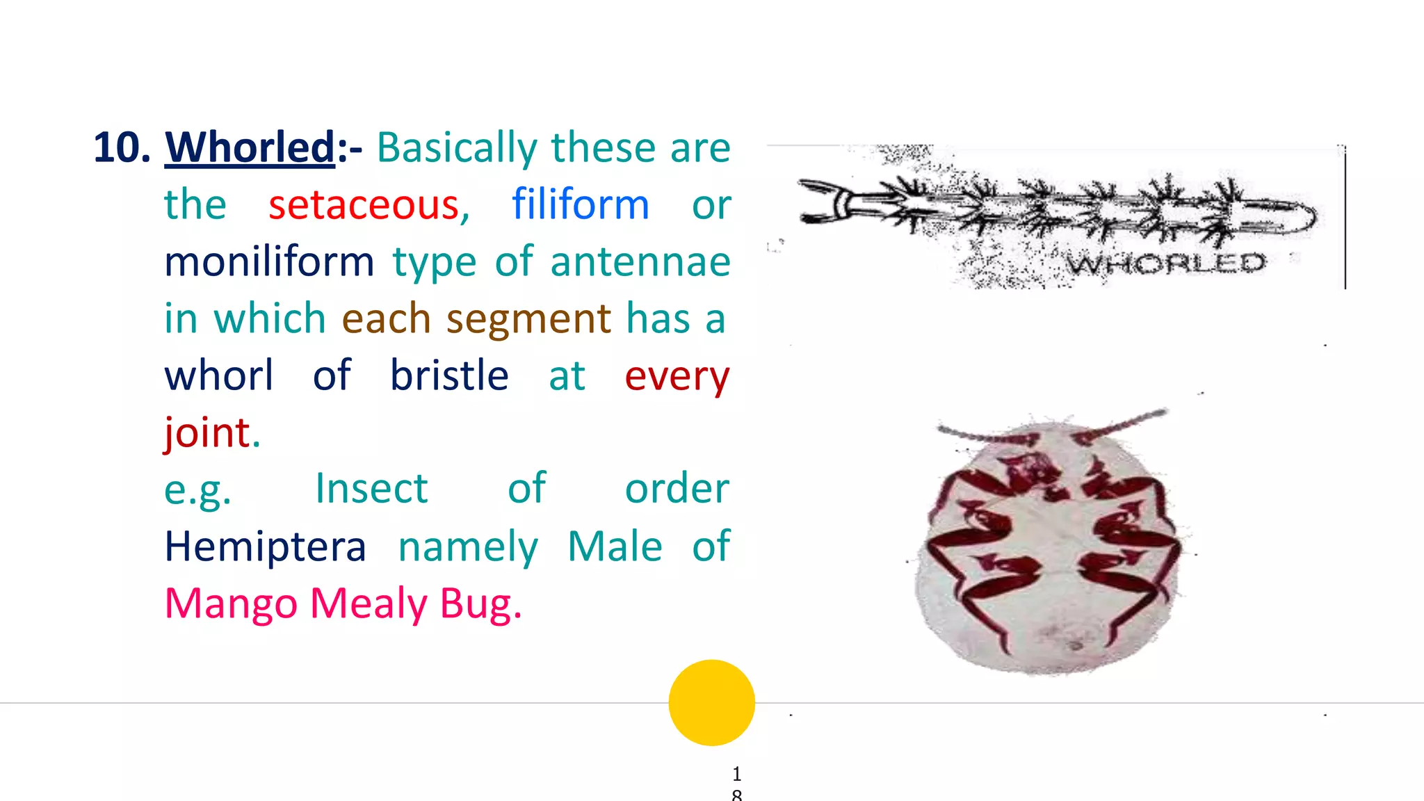 INSECT ANTENNAE.pptx | Beadwork | Arts and Crafts