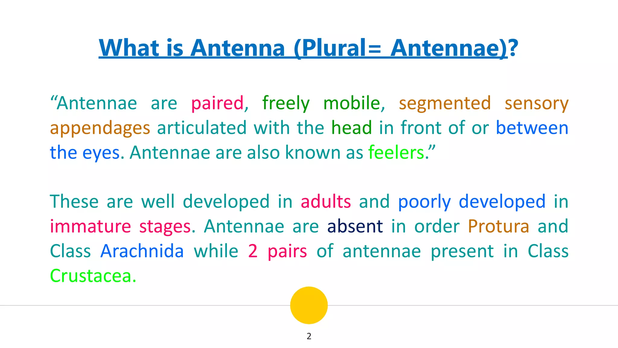 INSECT ANTENNAE.pptx | Beadwork | Arts and Crafts