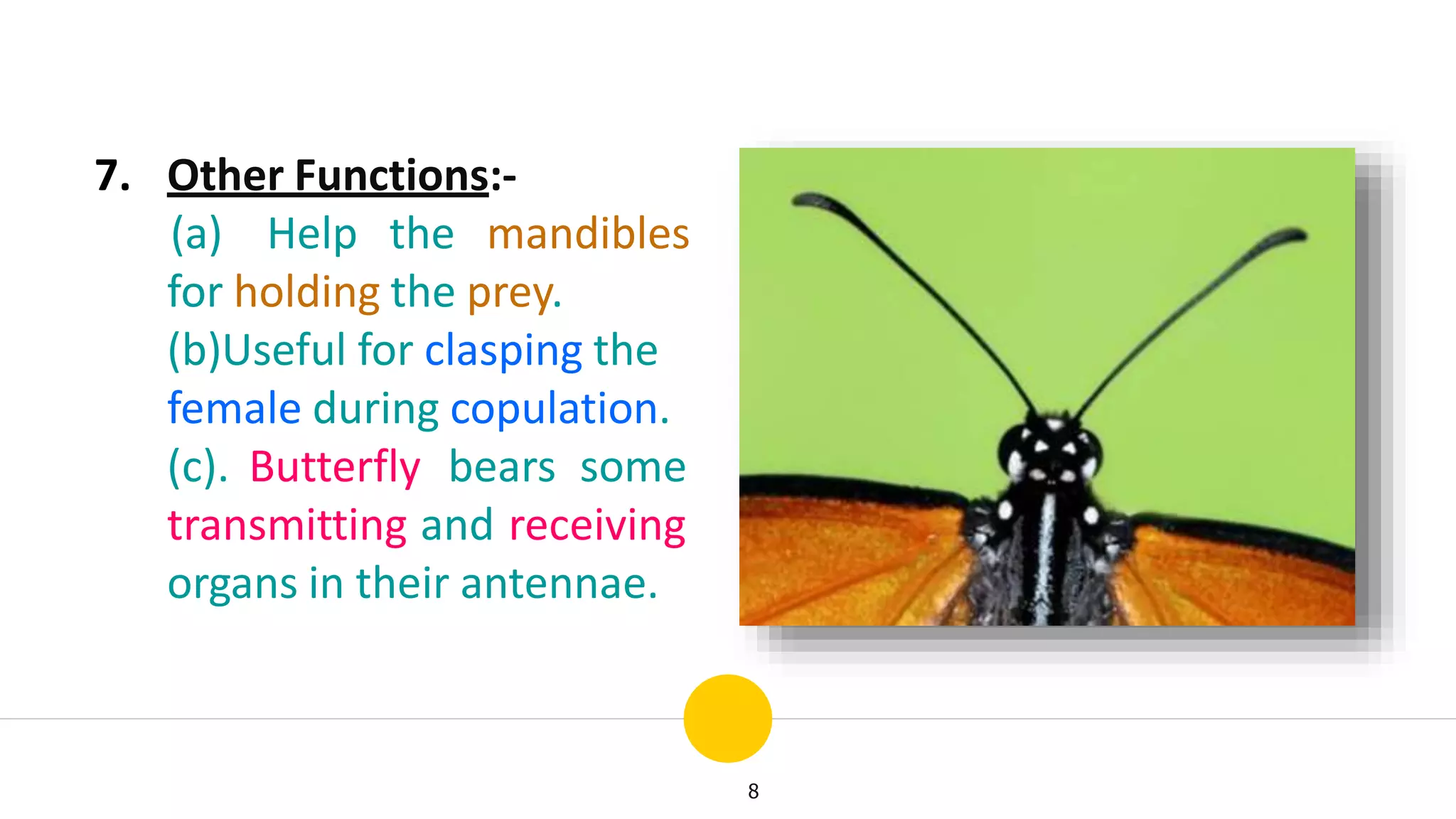 INSECT ANTENNAE.pptx | Beadwork | Arts and Crafts