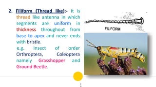 INSECT ANTENNAE.pptx