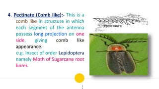 INSECT ANTENNAE.pptx | Beadwork | Arts and Crafts