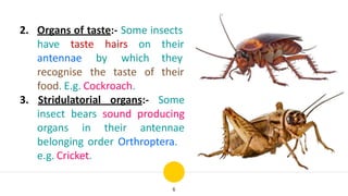 INSECT ANTENNAE.pptx