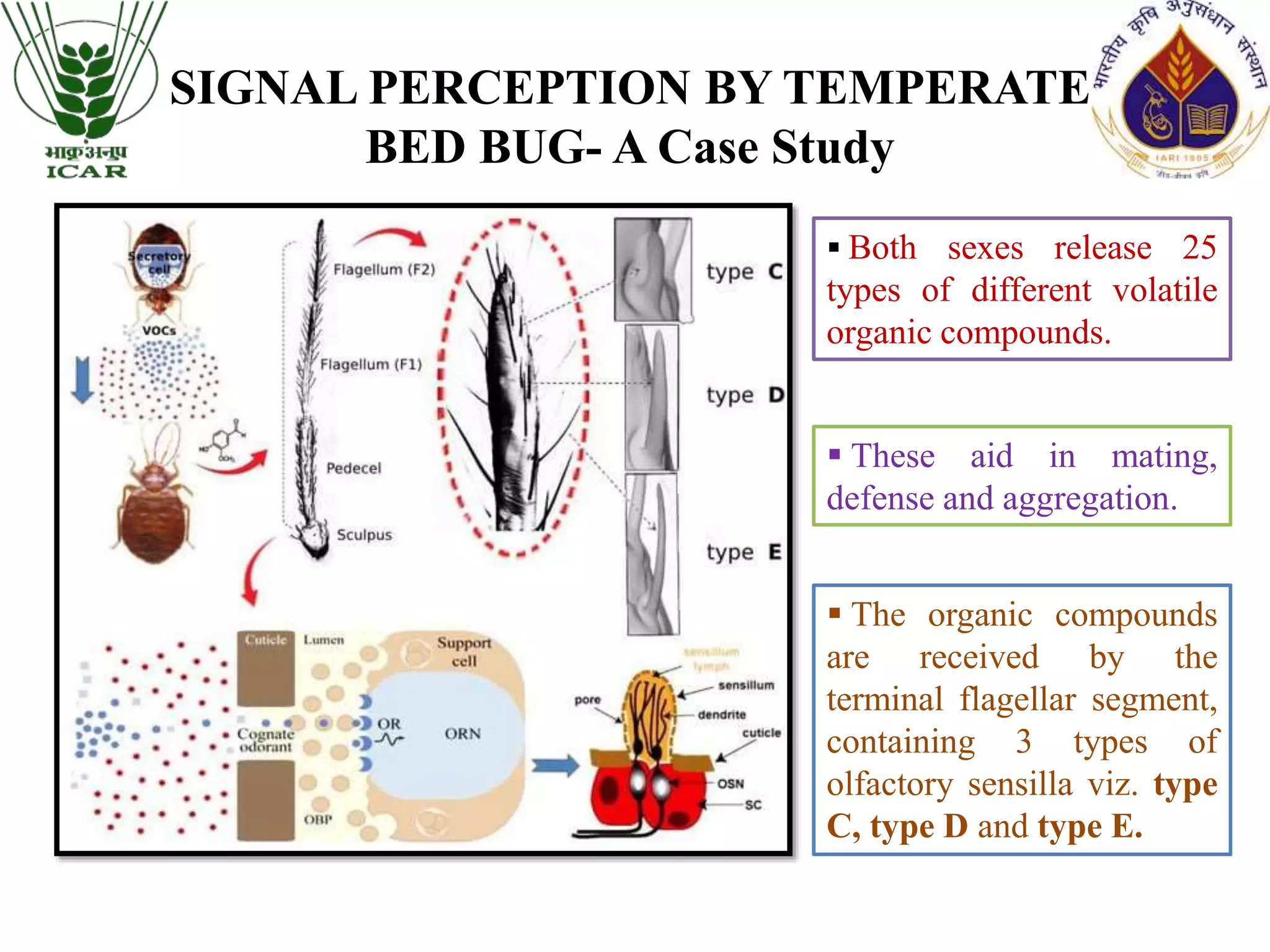Insect Antennal Morphology-The Evolution of Diverse Solutions to ...