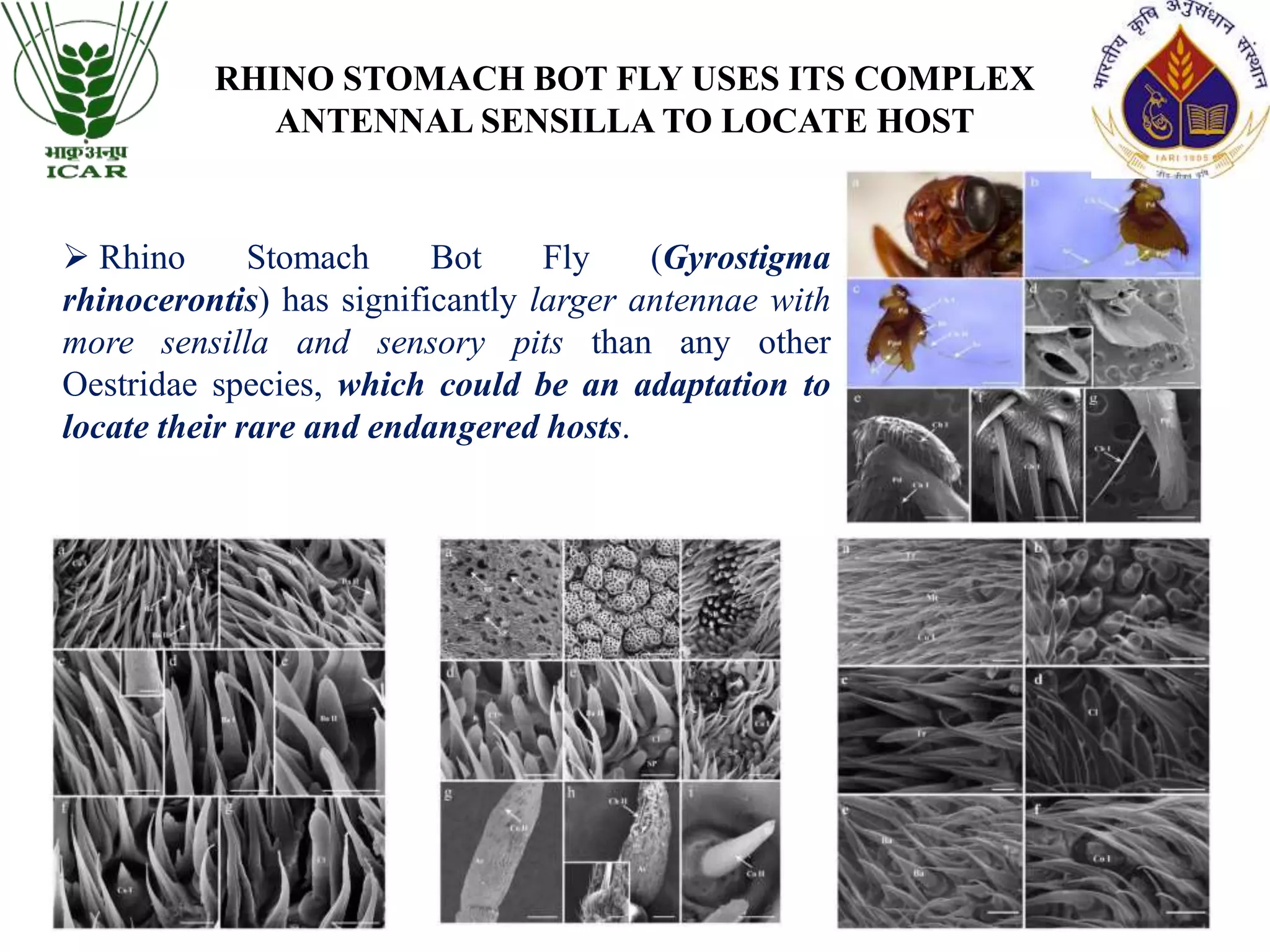 Insect Antennal Morphology-The Evolution of Diverse Solutions to ...