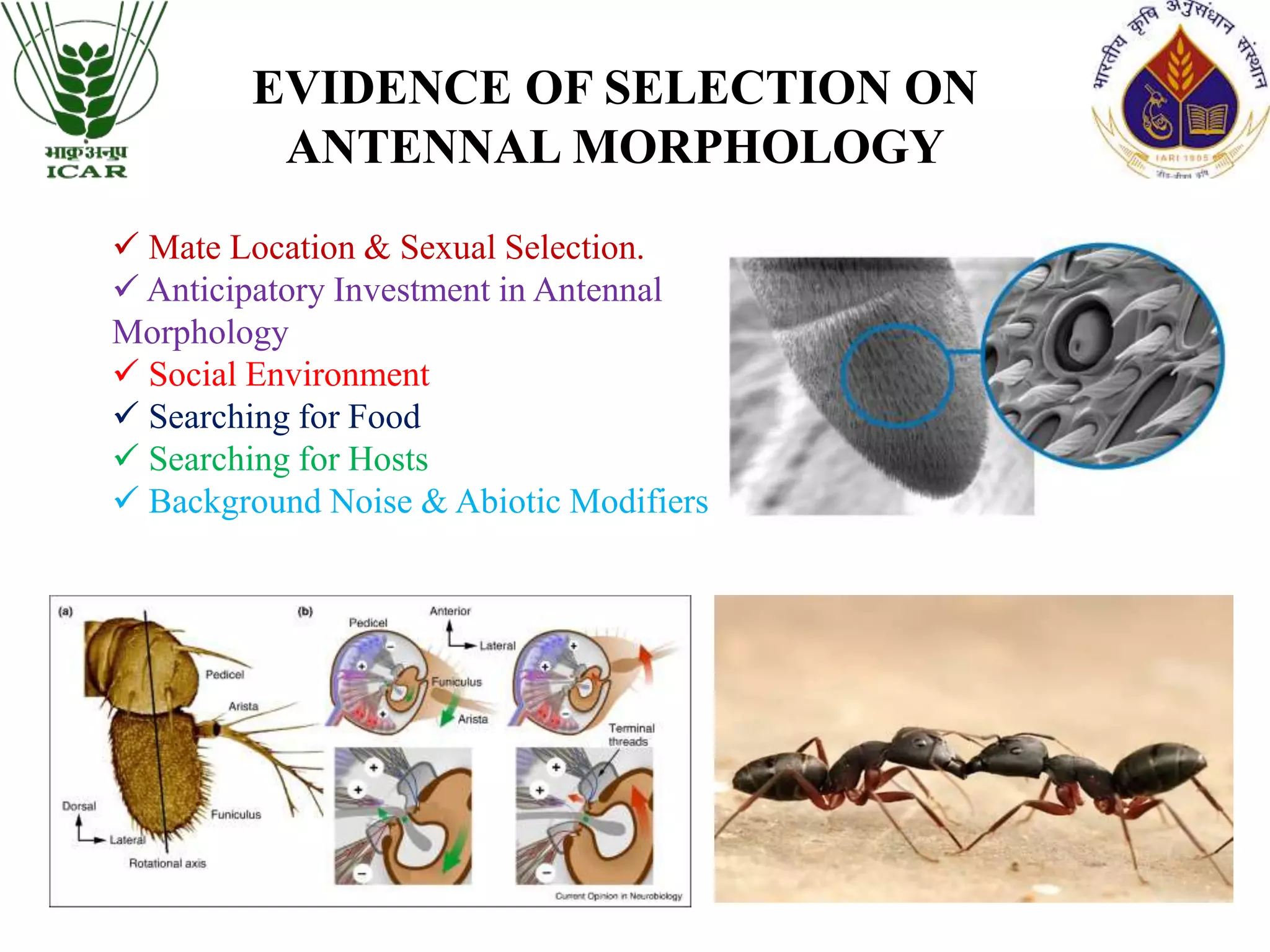 Insect Antennal Morphology-The Evolution of Diverse Solutions to ...