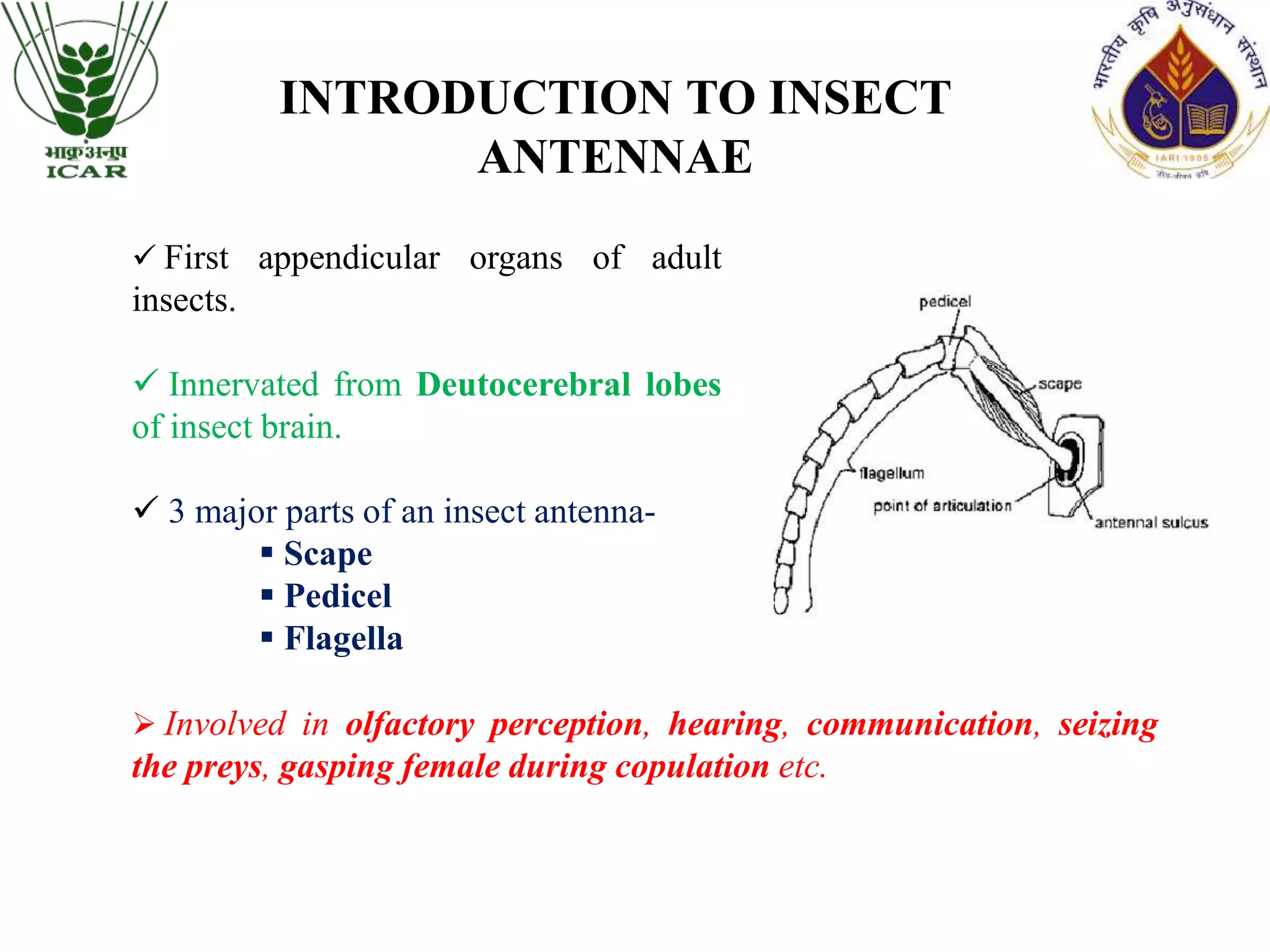 Insect Antennal Morphology-The Evolution of Diverse Solutions to ...