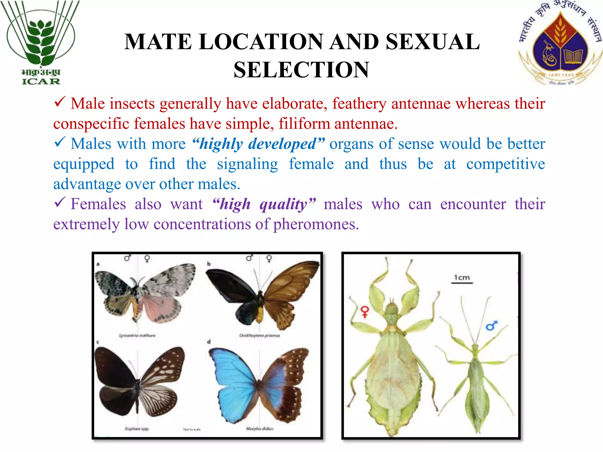 Insect Antennal Morphology-The Evolution of Diverse Solutions to ...