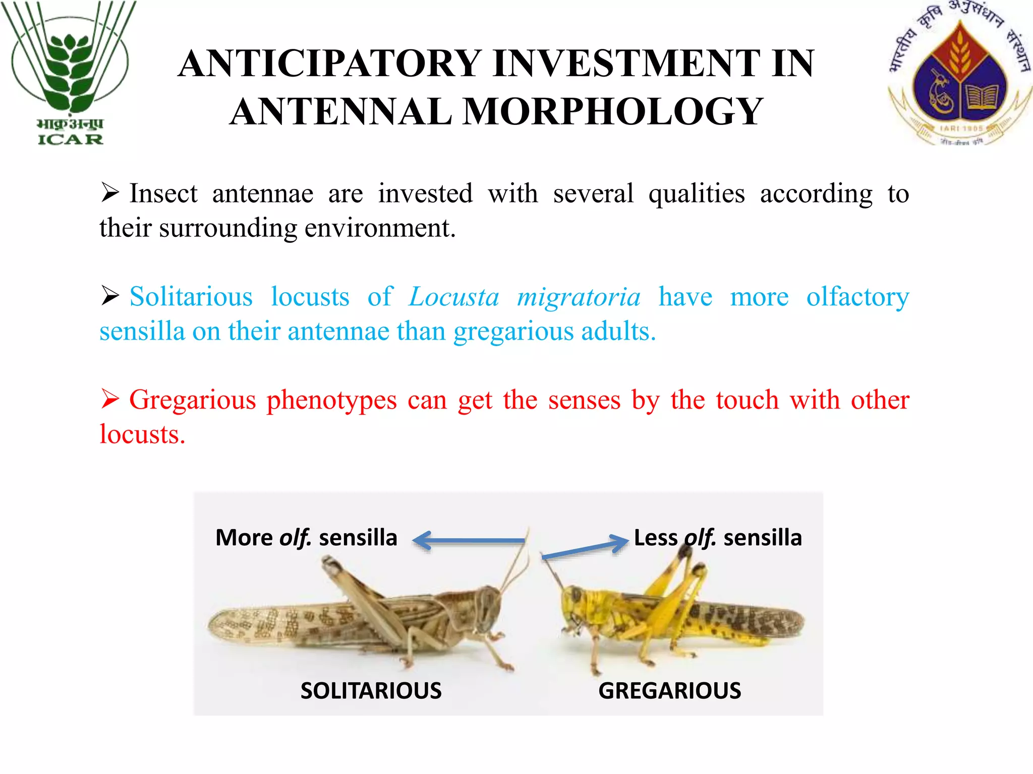 Insect Antennal Morphology-The Evolution of Diverse Solutions to ...