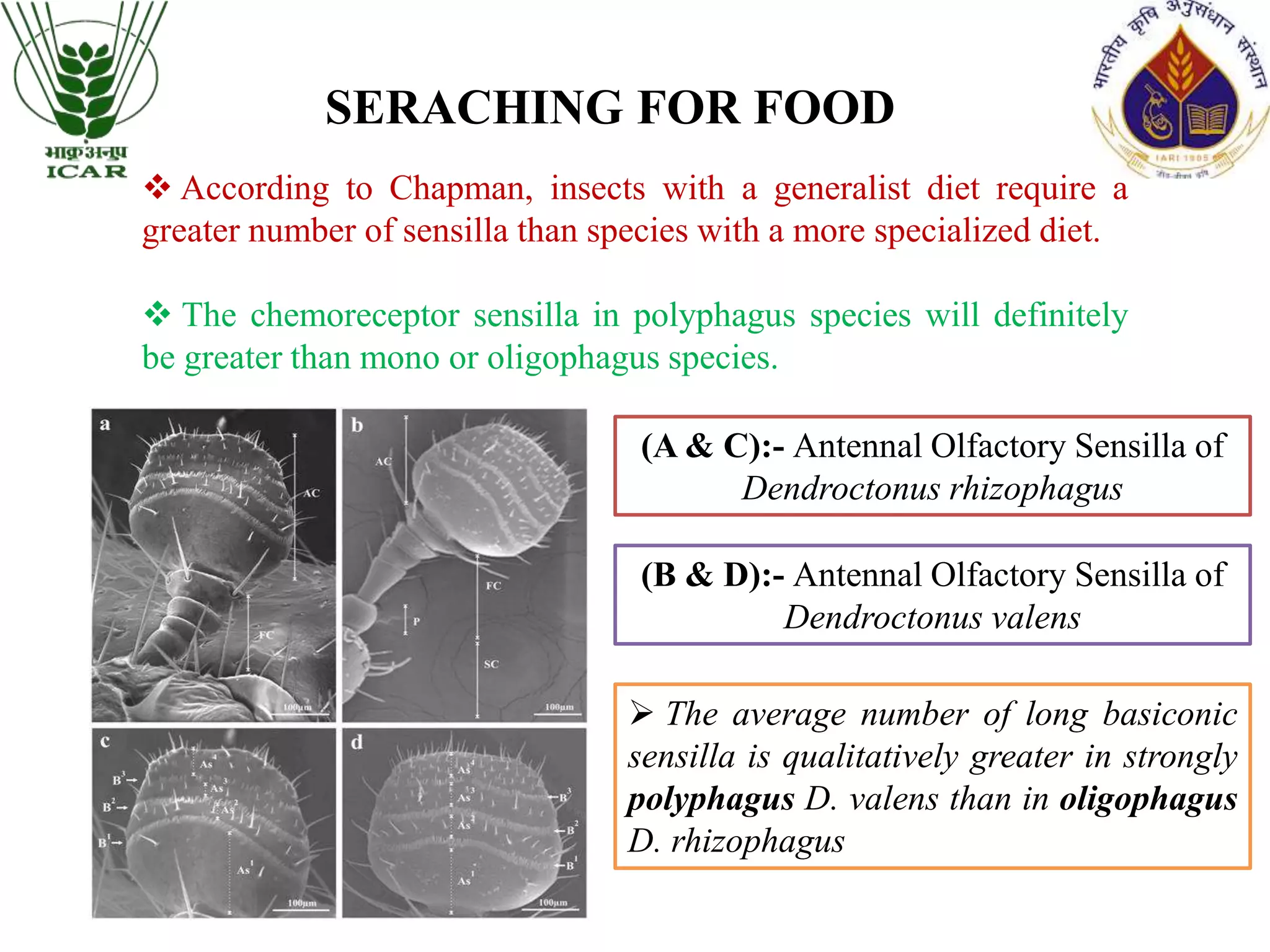 Insect Antennal Morphology-The Evolution of Diverse Solutions to ...