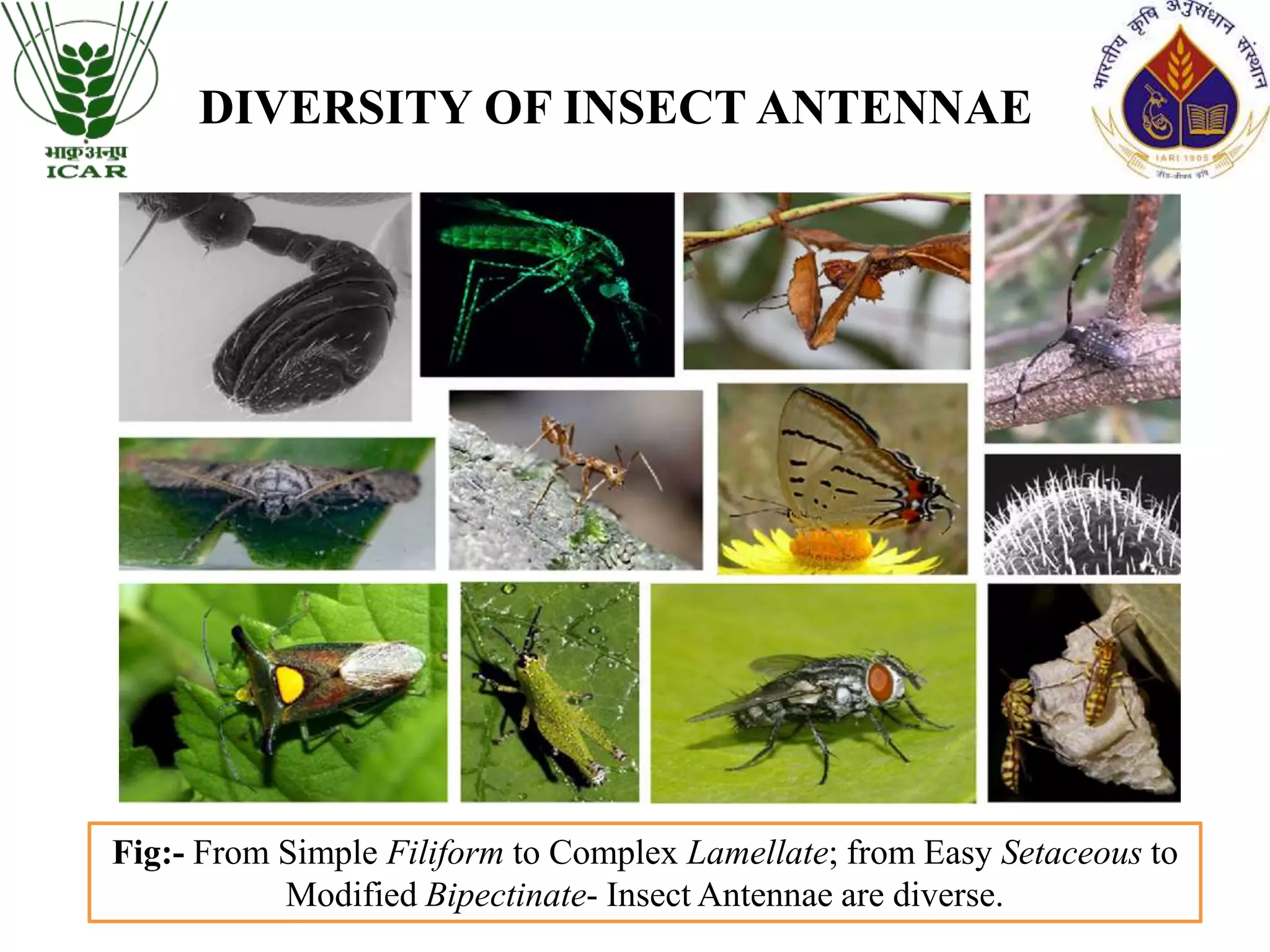 Insect Antennal Morphology-The Evolution of Diverse Solutions to ...