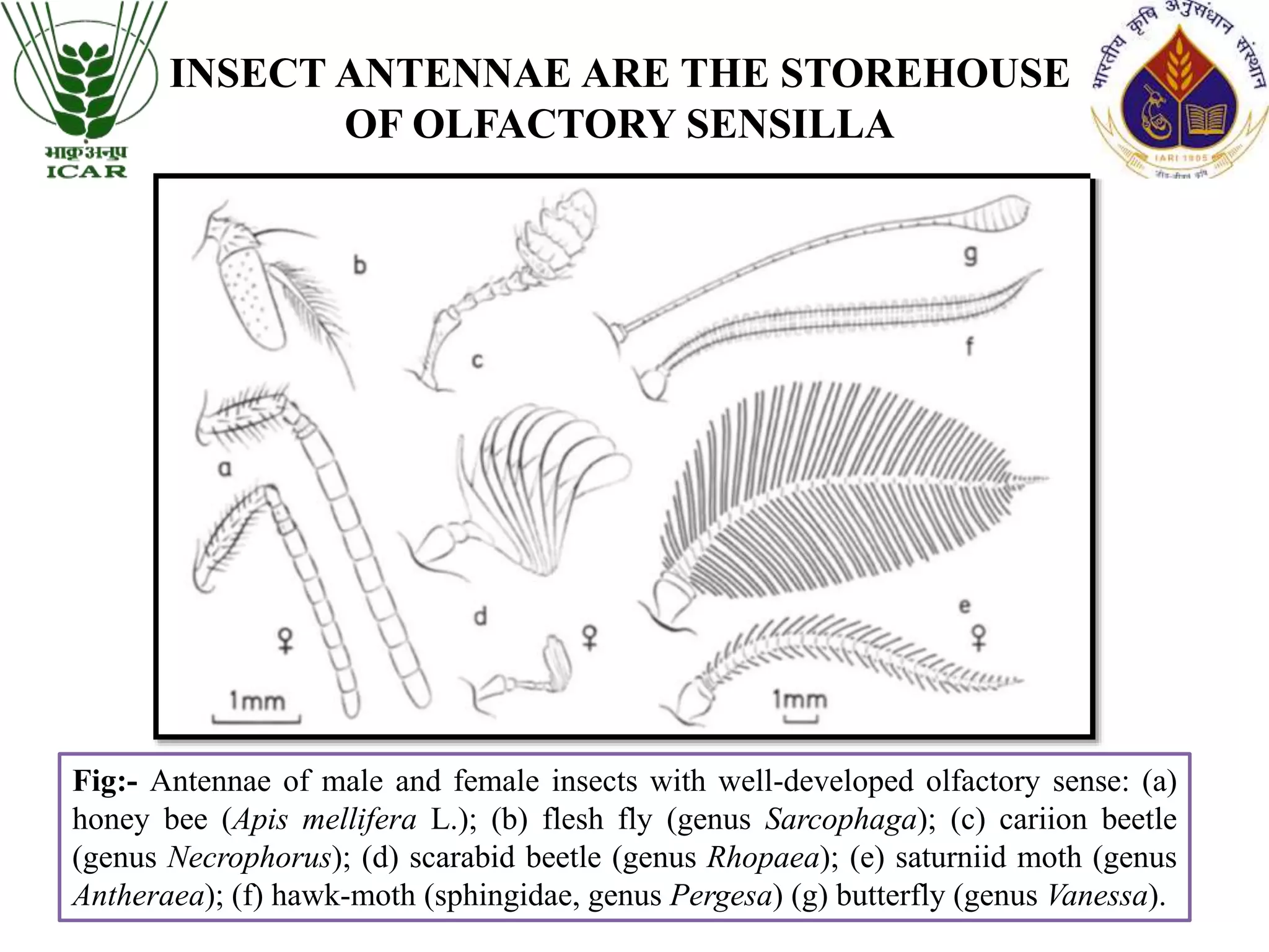 Insect Antennal Morphology-The Evolution of Diverse Solutions to ...