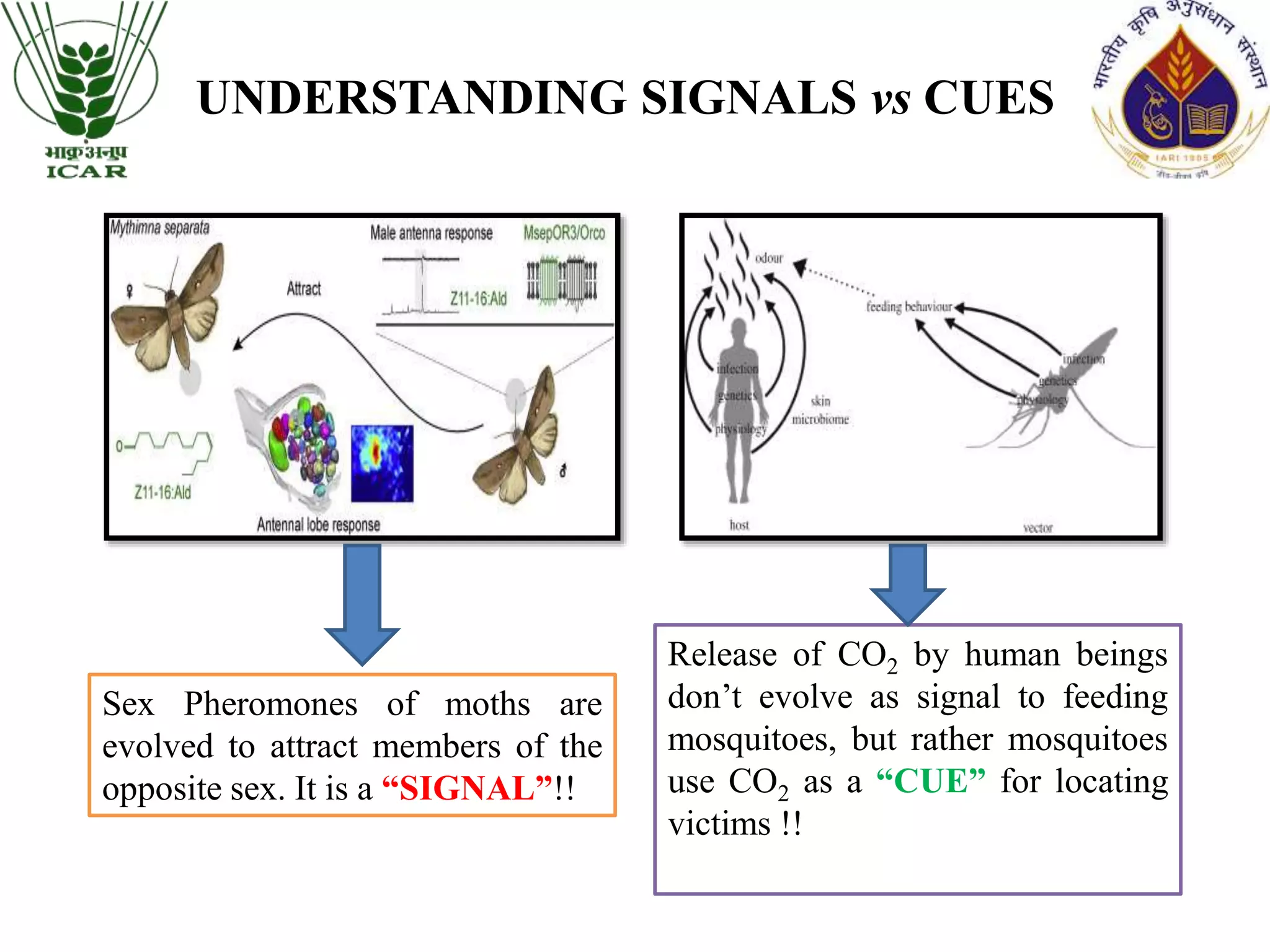 Insect Antennal Morphology-The Evolution of Diverse Solutions to ...