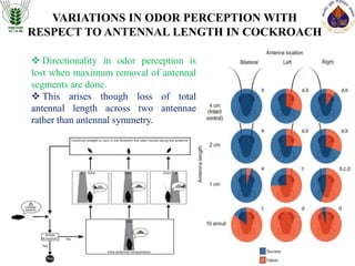 Insect Antennal Morphology-The Evolution of Diverse Solutions to ...