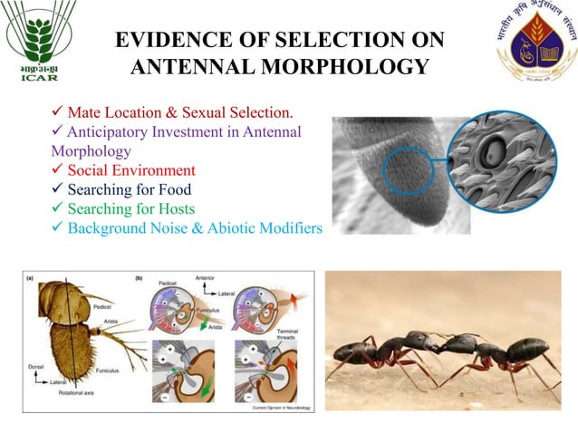 Insect Antennal Morphology-The Evolution of Diverse Solutions to ...