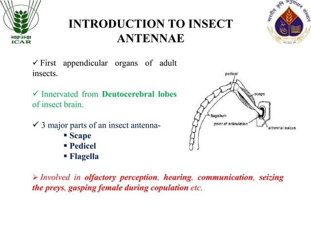 Insect Antennal Morphology-The Evolution of Diverse Solutions to ...