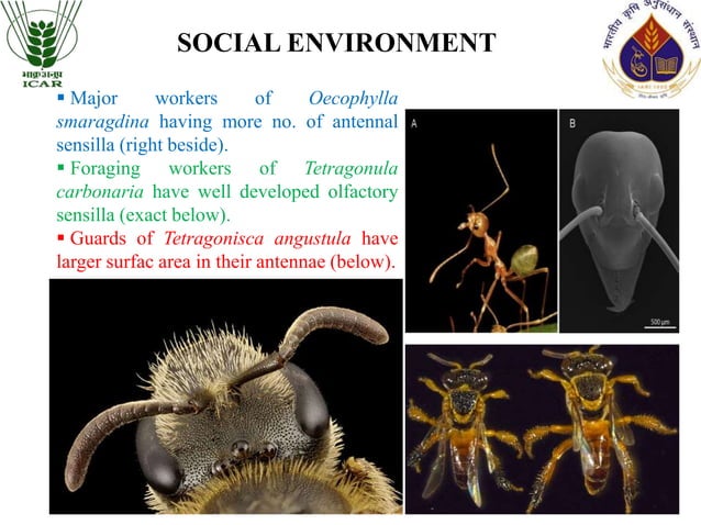 Insect Antennal Morphology-The Evolution of Diverse Solutions to ...