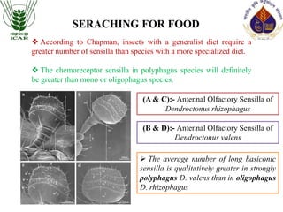 Insect Antennal Morphology-The Evolution of Diverse Solutions to ...