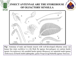 Insect Antennal Morphology-The Evolution of Diverse Solutions to ...