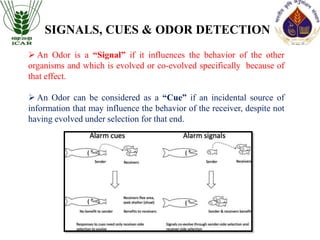 Insect Antennal Morphology-The Evolution of Diverse Solutions to ...