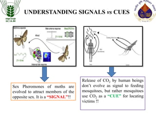 Insect Antennal Morphology-The Evolution of Diverse Solutions to ...