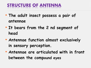 insect antenne-.pdf | Birdwatching | Hobbies & Interests