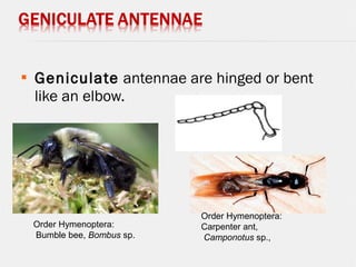 insect antenne-.pdf