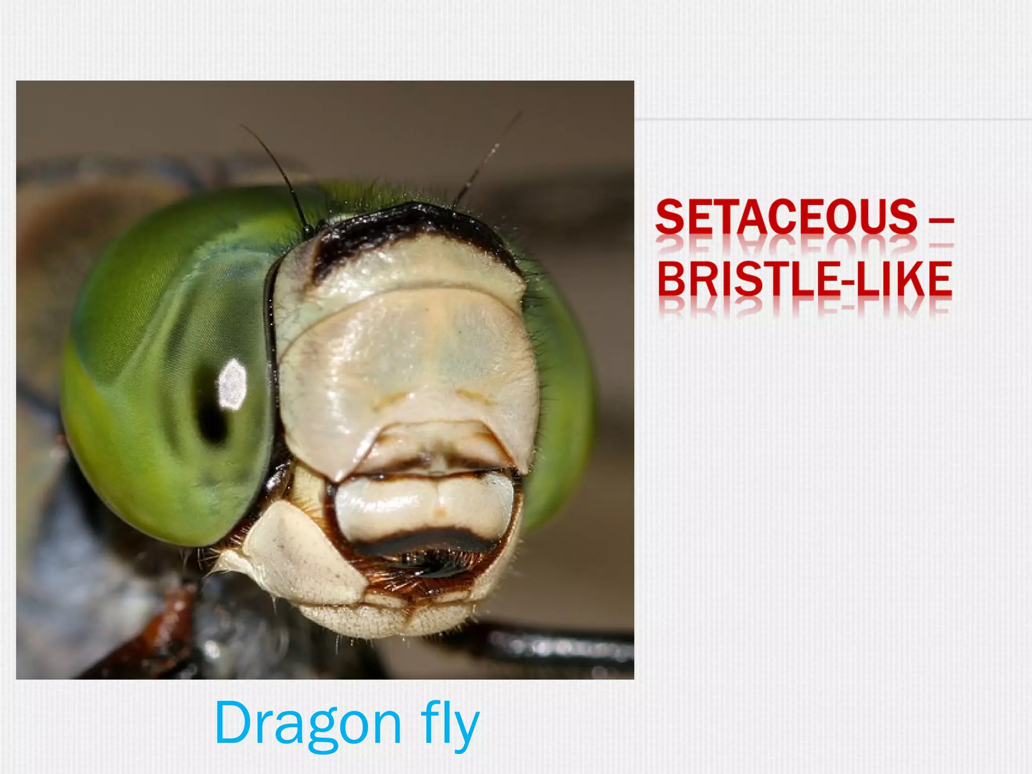 Insect antennae | PPT