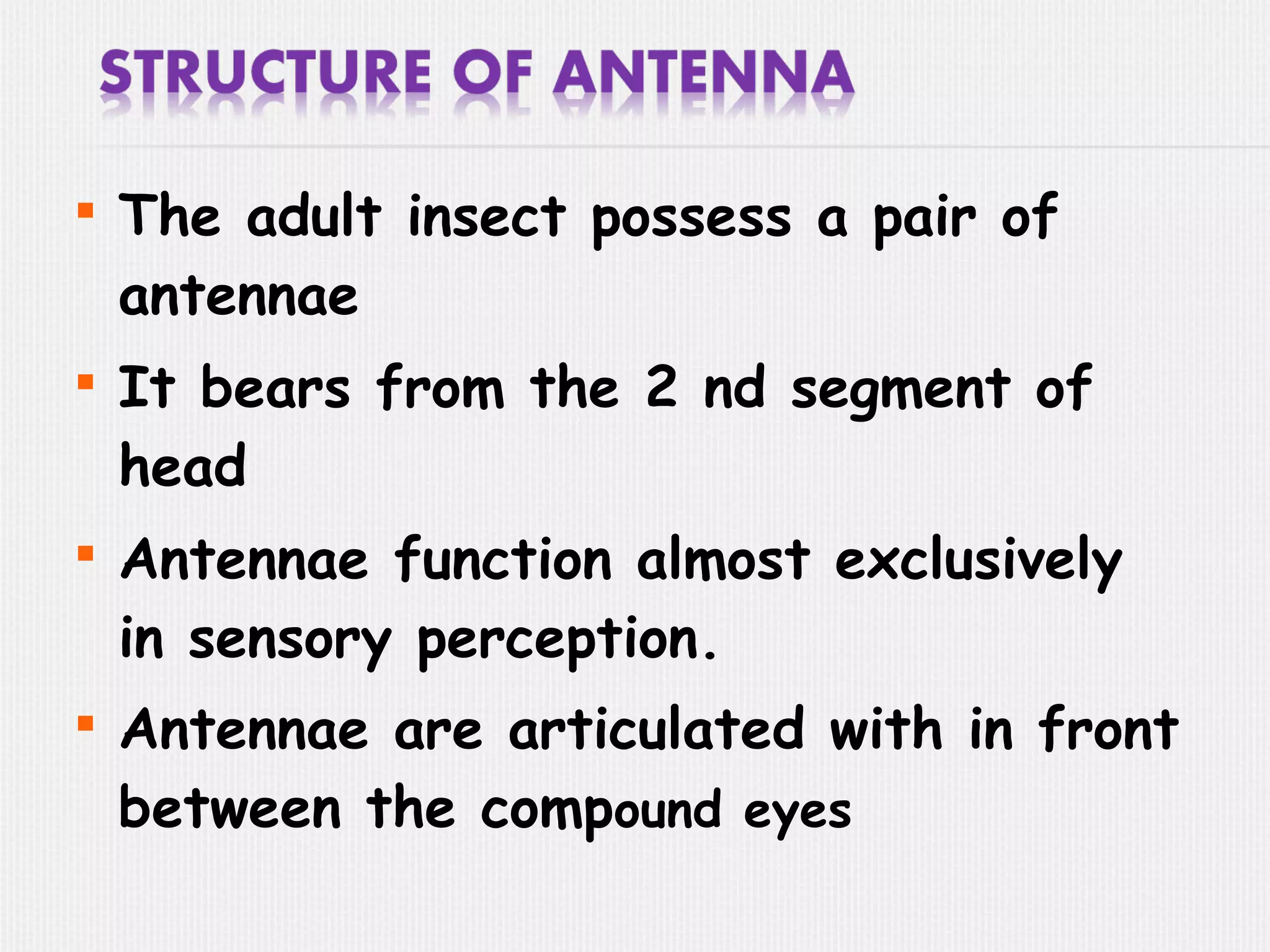 Insect antennae | PPT