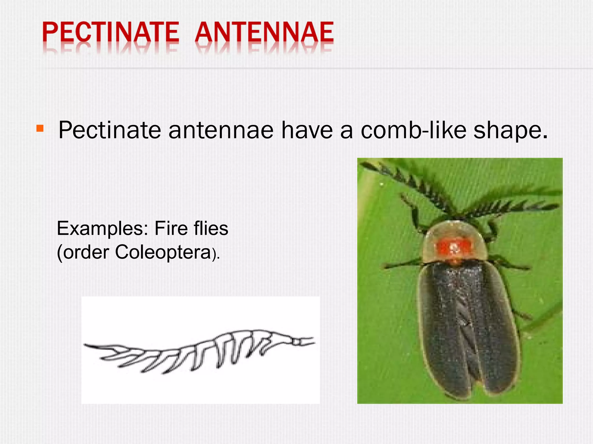 Insect antennae | PPT