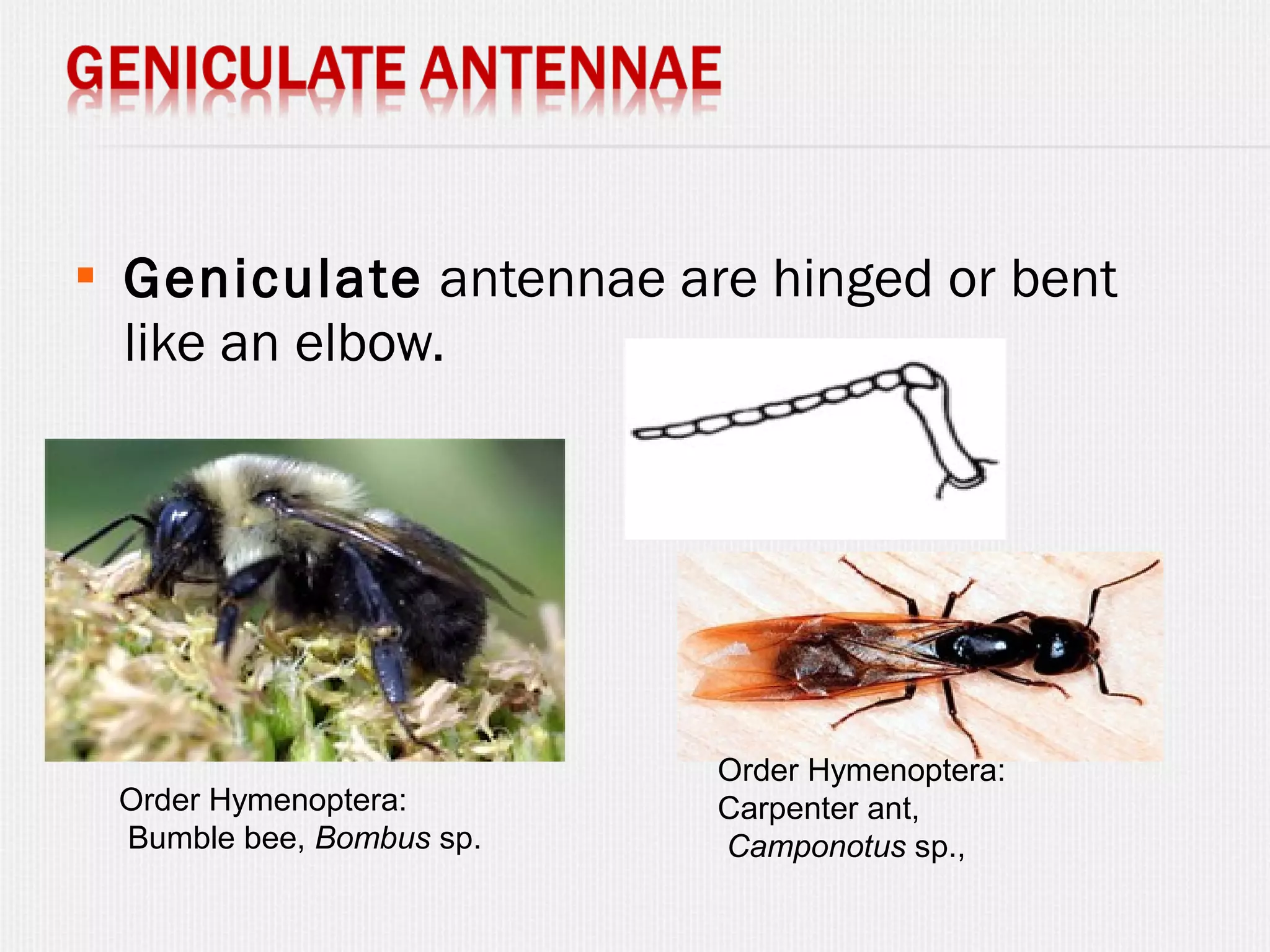 Insect antennae | PPT