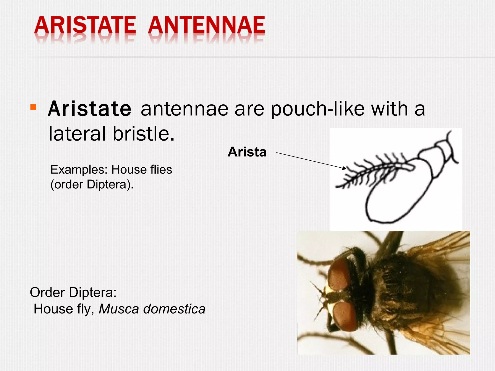 Insect antennae | PPT | Birdwatching | Hobbies & Interests