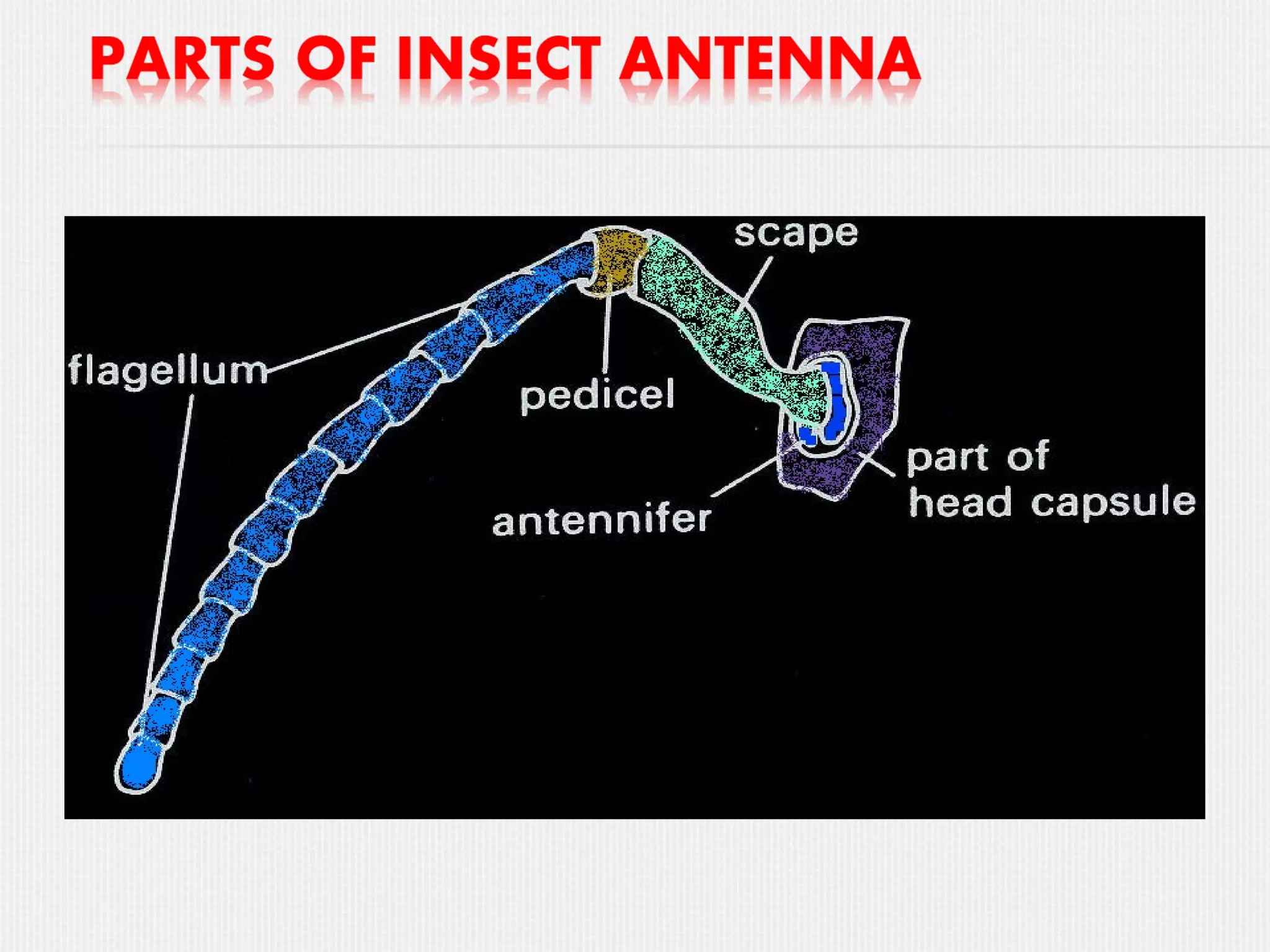 Insect antennae | PPT | Birdwatching | Hobbies & Interests