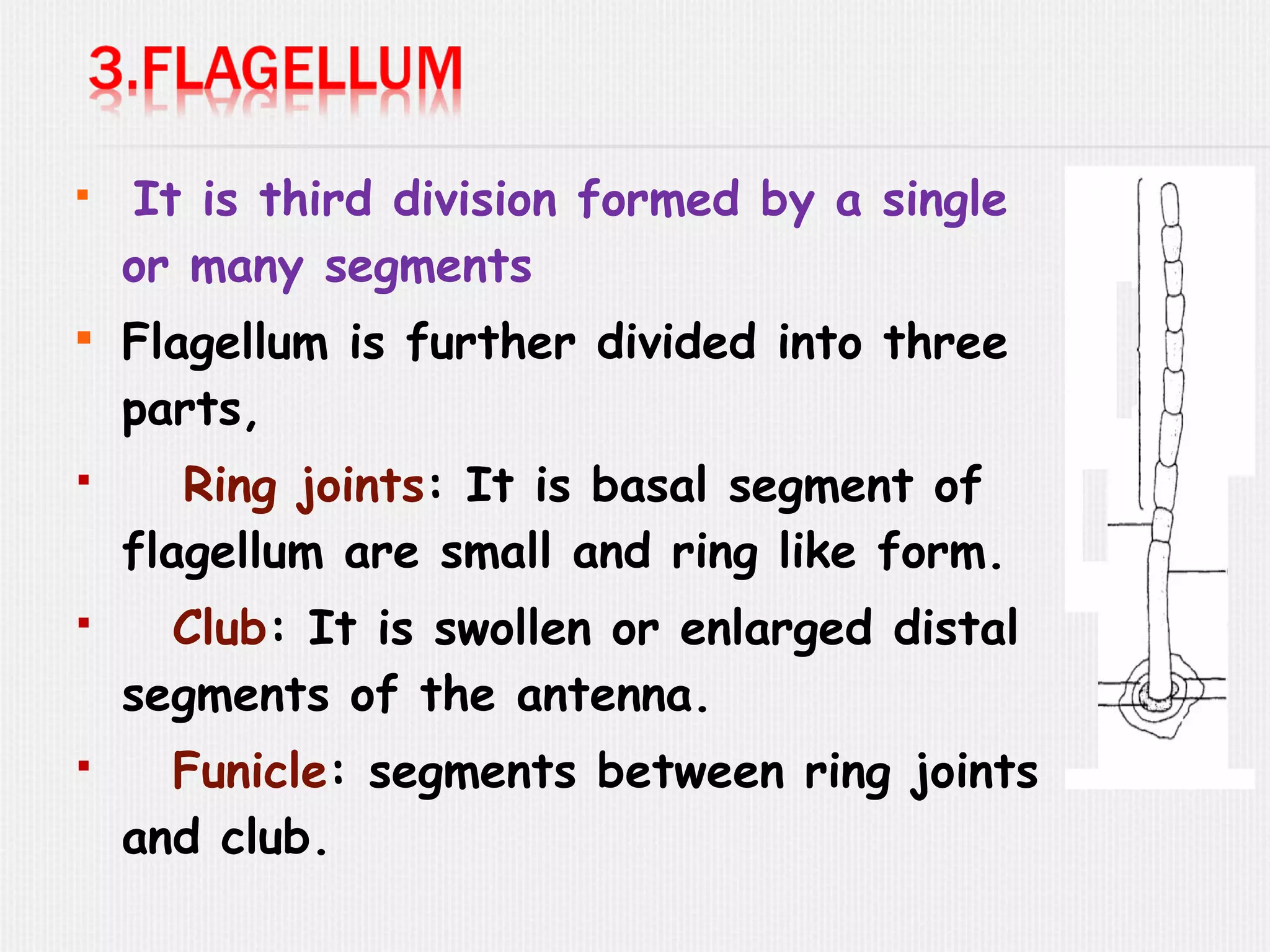 Insect antennae | PPT