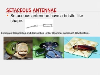 Insect antennae | PPT