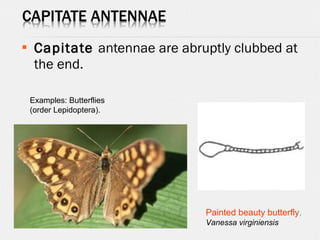 Insect antennae | PPT