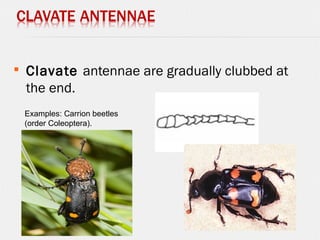 Insect antennae | PPT
