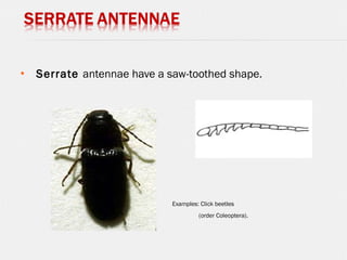 Insect antennae | PPT