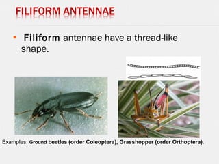 Insect antennae | PPT