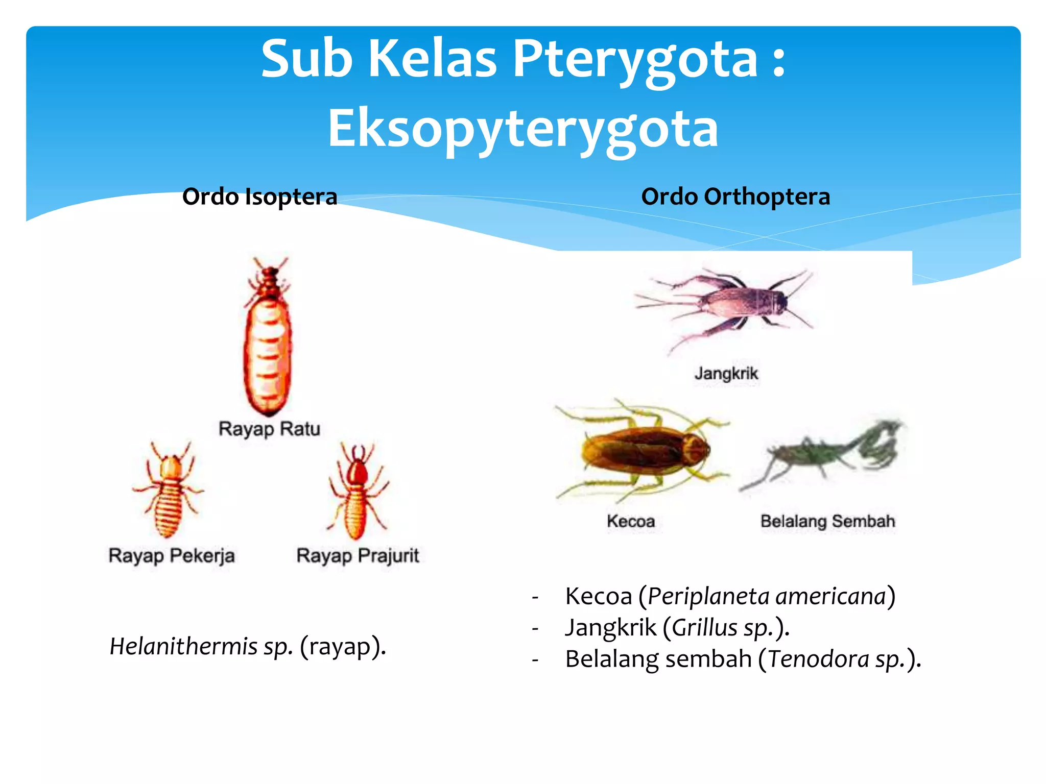 powerpoint insecta | PPTX
