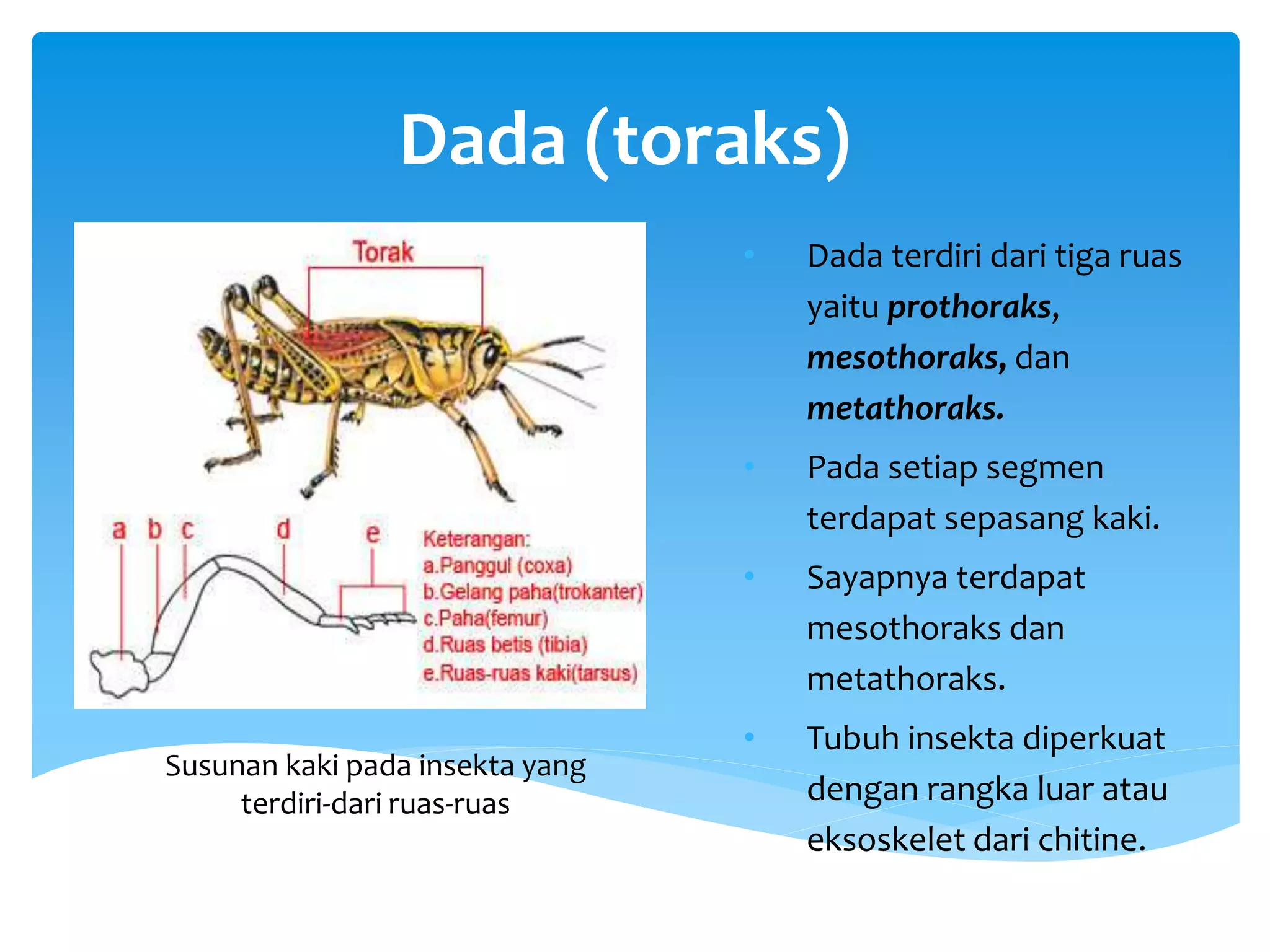 powerpoint insecta | PPTX