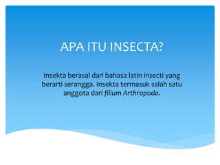 powerpoint insecta | PPTX