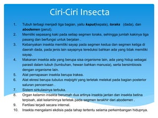powerpoint insecta | PPTX