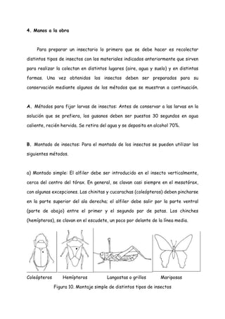 Insectario | PDF