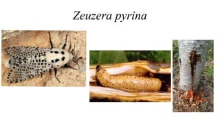 Insectario Perforadores.docx