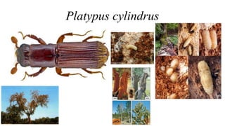 Insectario Perforadores.docx