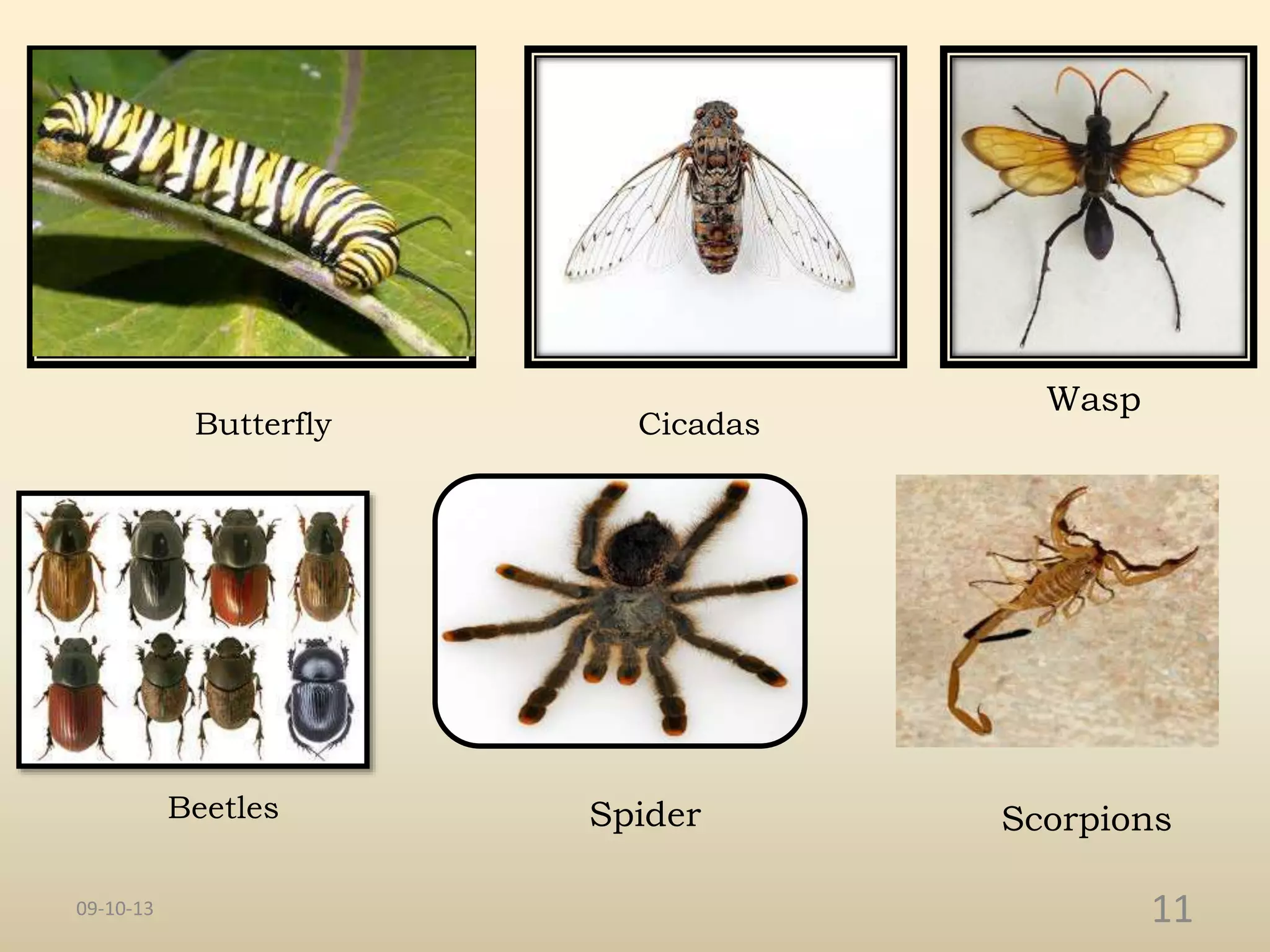 Insect as food | PPTX