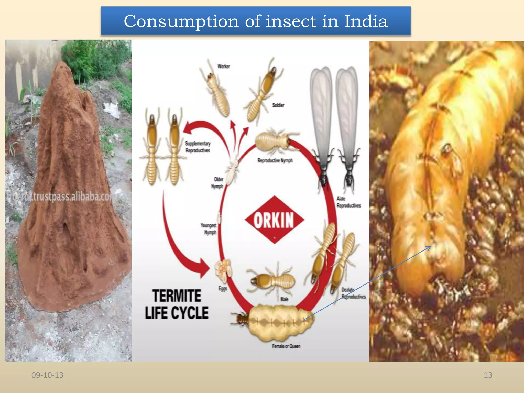 Insect as food | PPTX | Nutrition | Healthy Living