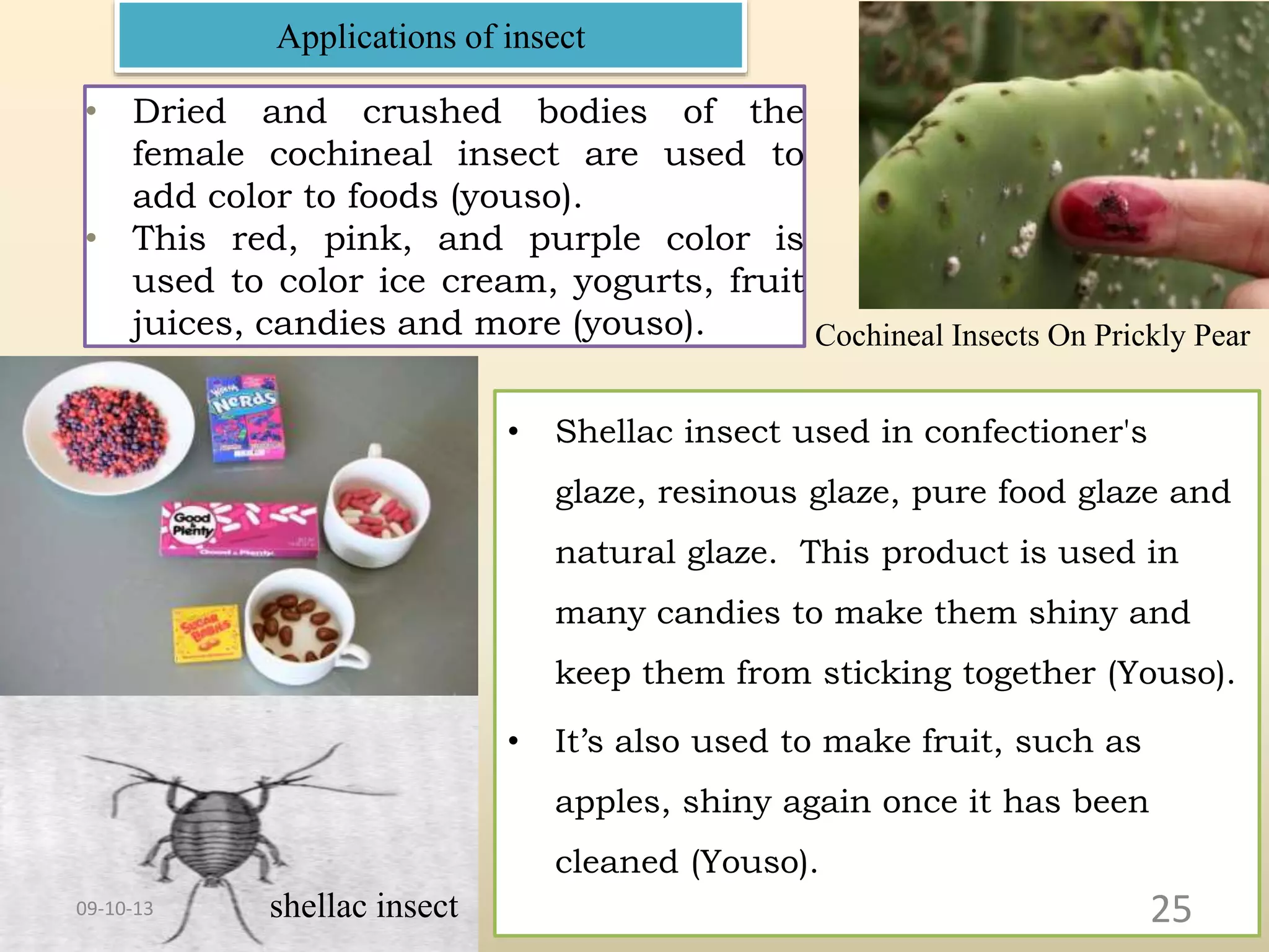 Insect as food | PPTX