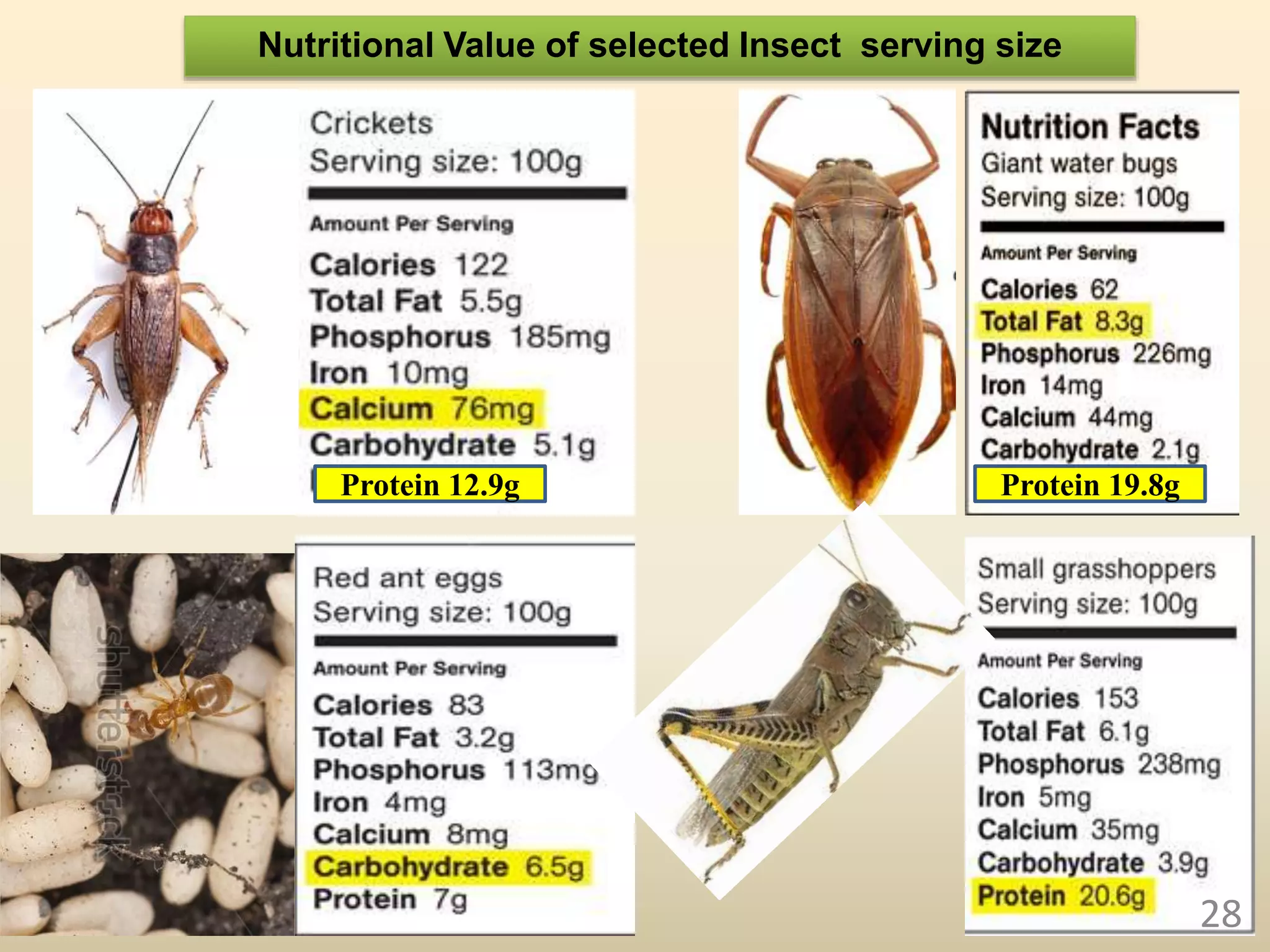 Insect as food | PPTX | Nutrition | Healthy Living