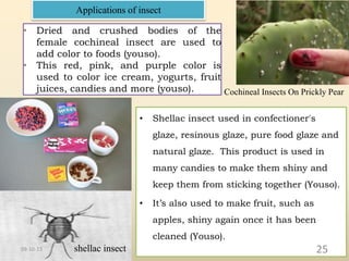 Insect as food | PPTX